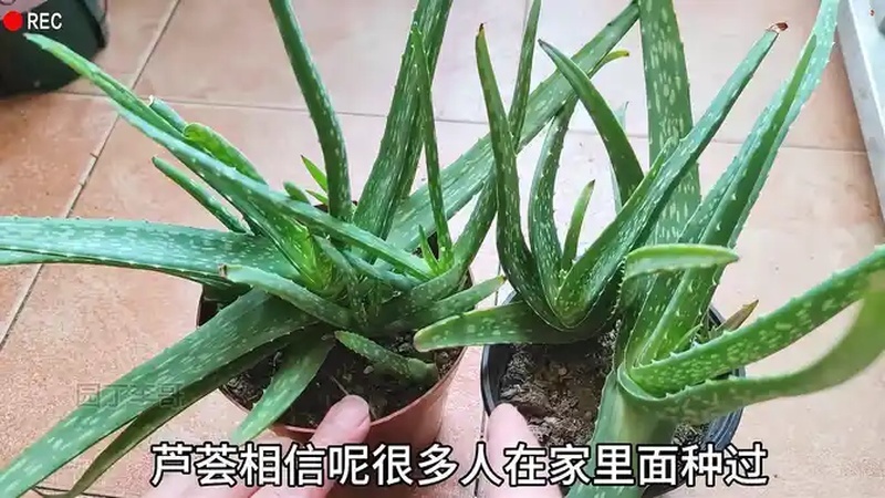 等你知道芦荟这3大好处,不种花都想种一盆,太实用啦