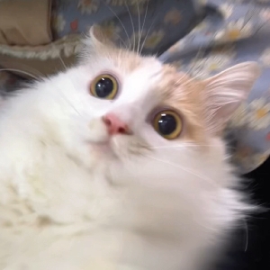 酖秋 