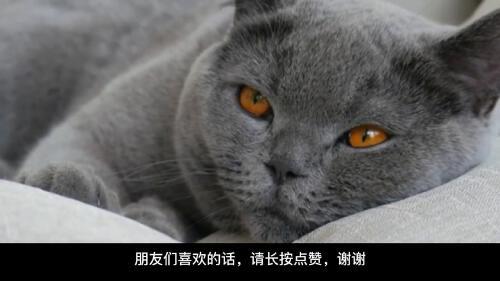 新手养猫应该选什么品种呢?这几种猫比较好养,性格温顺乖巧