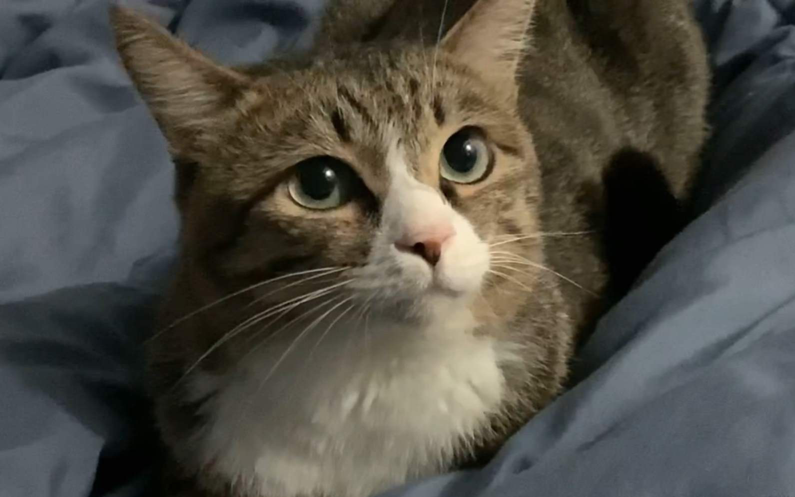 猫咪对你慢慢眨眼是在表达我爱你哦