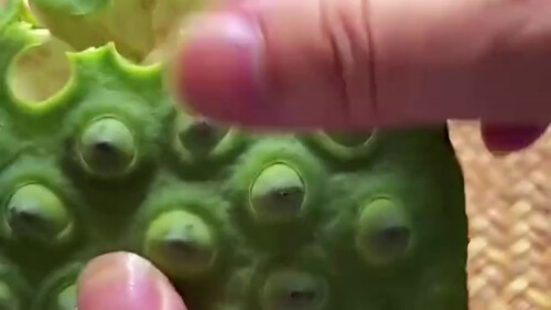 夏天一定要吃这个,据说能起到美容的作用,很多人没吃过的莲子!