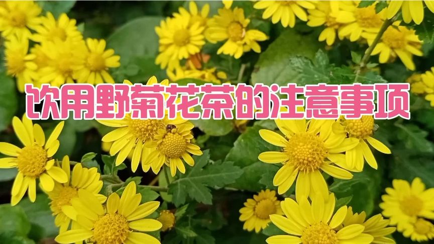 野菊花确实是好东西,但不注意3点,可能会害人害己