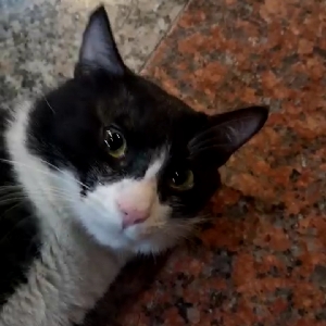 中华甜圆猫_Evert 