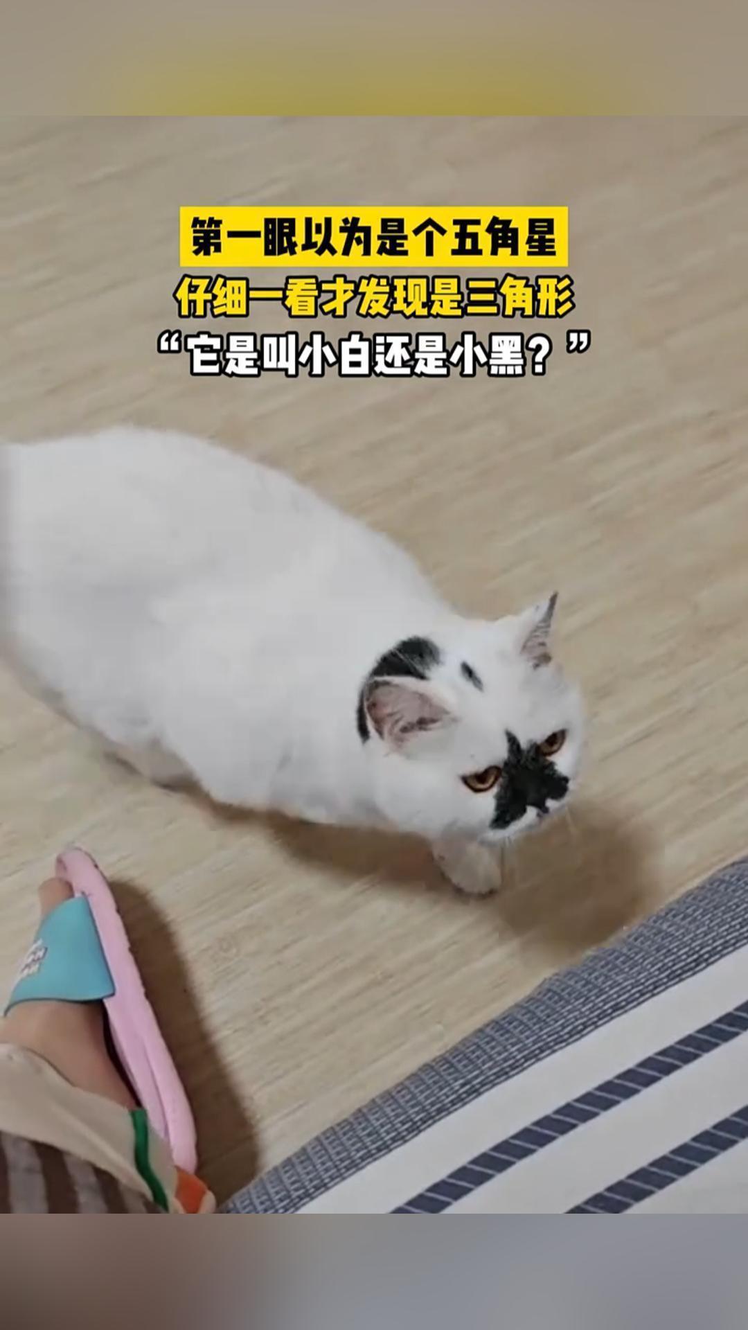 睁眼五角星,闭眼三角形,你是该叫小白还是小黑?