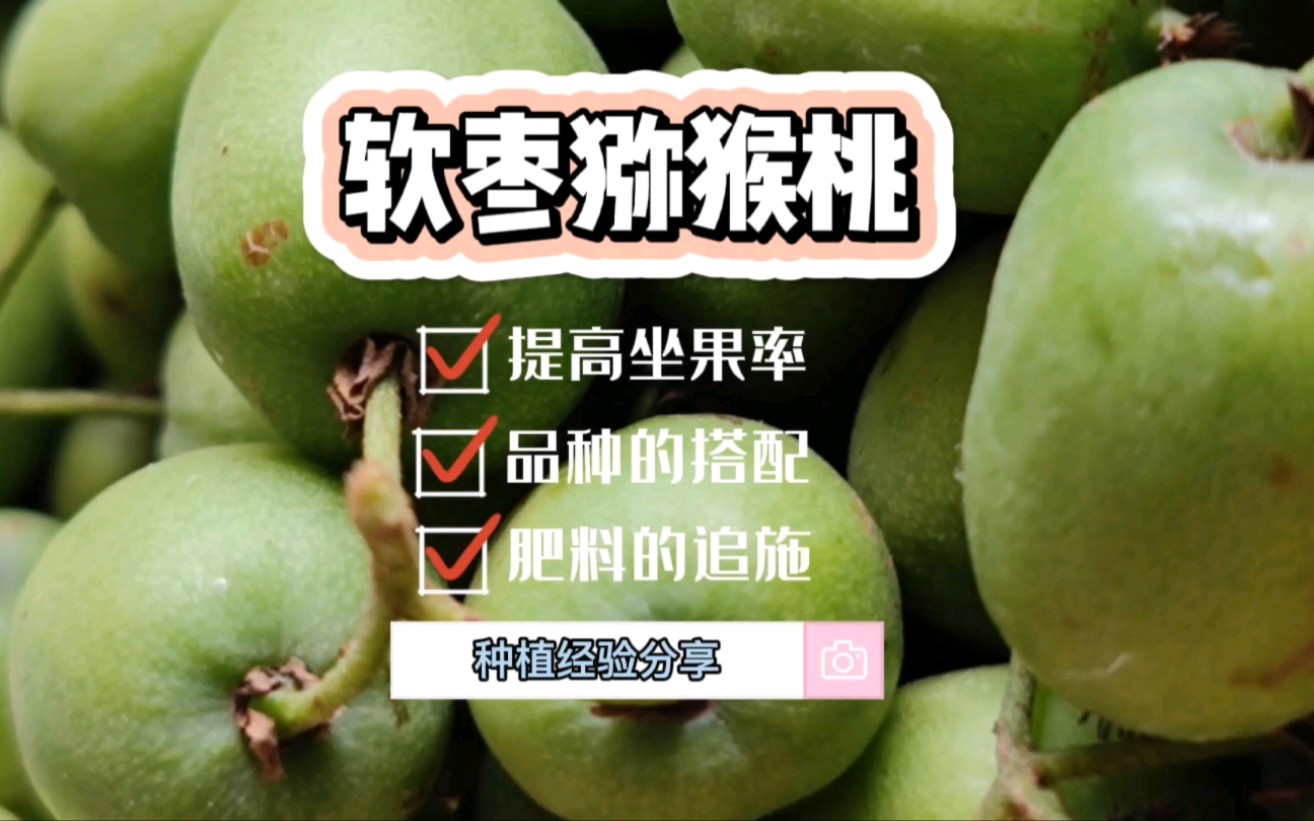 盆栽软枣猕猴桃花期管理,提高坐果率的方法和品种搭配知识分享。种...