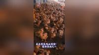鸡支气管炎的治疗 鸡喉气管炎症状和治疗 小鸡传染性支气管炎怎么治疗