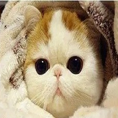 大脸猫资料库 