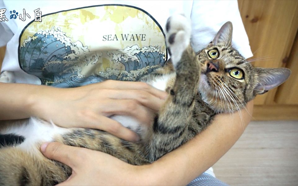 猫咪撒娇求抱抱,没见过这么萌的,快来抱抱小猫吧