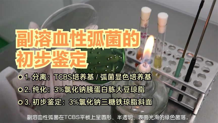 副溶血性弧菌的初步检测