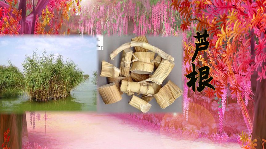 中药“芦根”作用