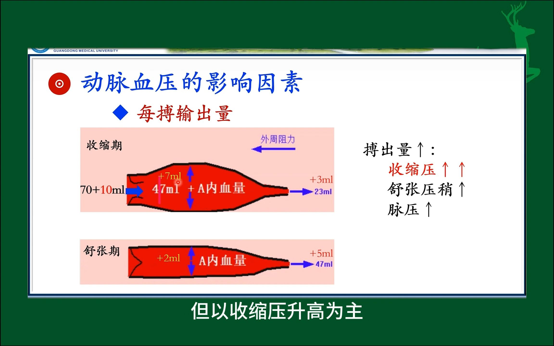 ...对动脉血压的影响#动脉血压的影响因素#人体生理学#医学科普#每天...