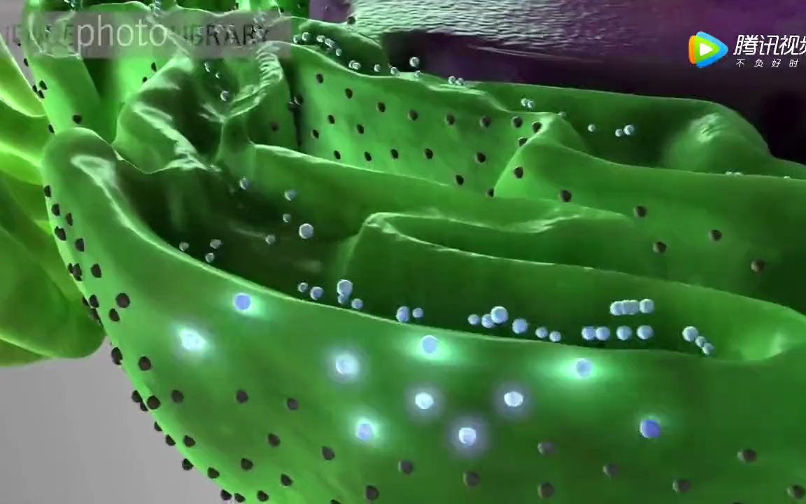 【生物动画】细胞的内部结构
