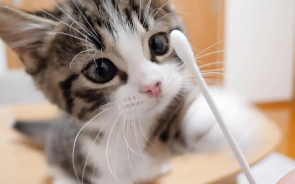 小猫可可对棉签很好奇