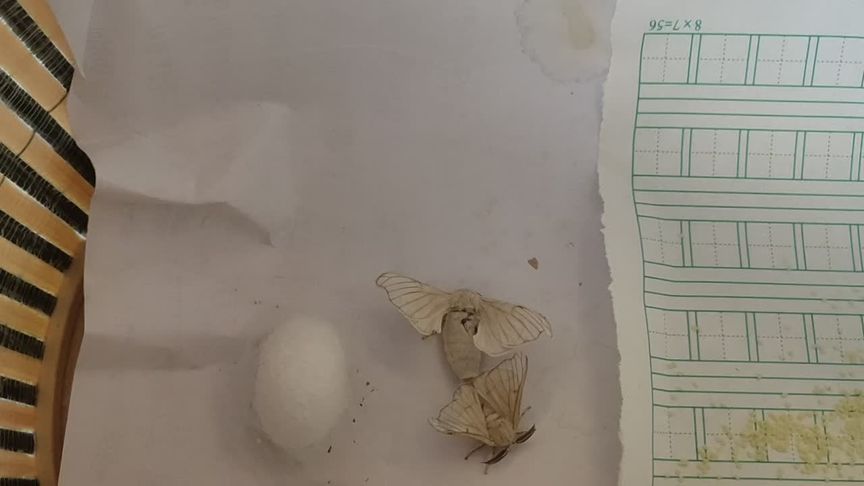 原来蚕是这样产卵孵化出来的 。