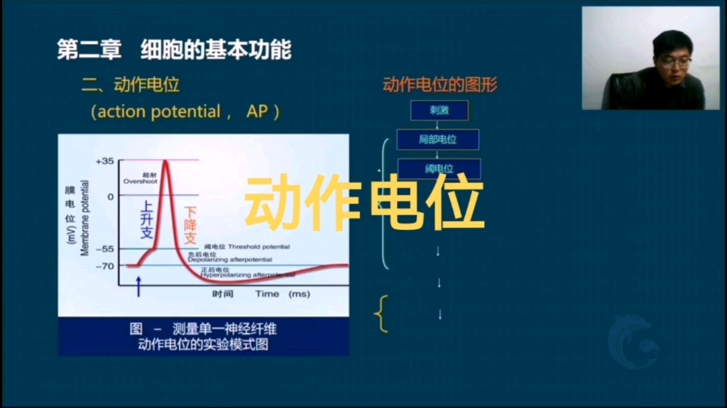 生理!动作电位!基础必备!杨华楠老师绘图讲解,零基础也能听懂!