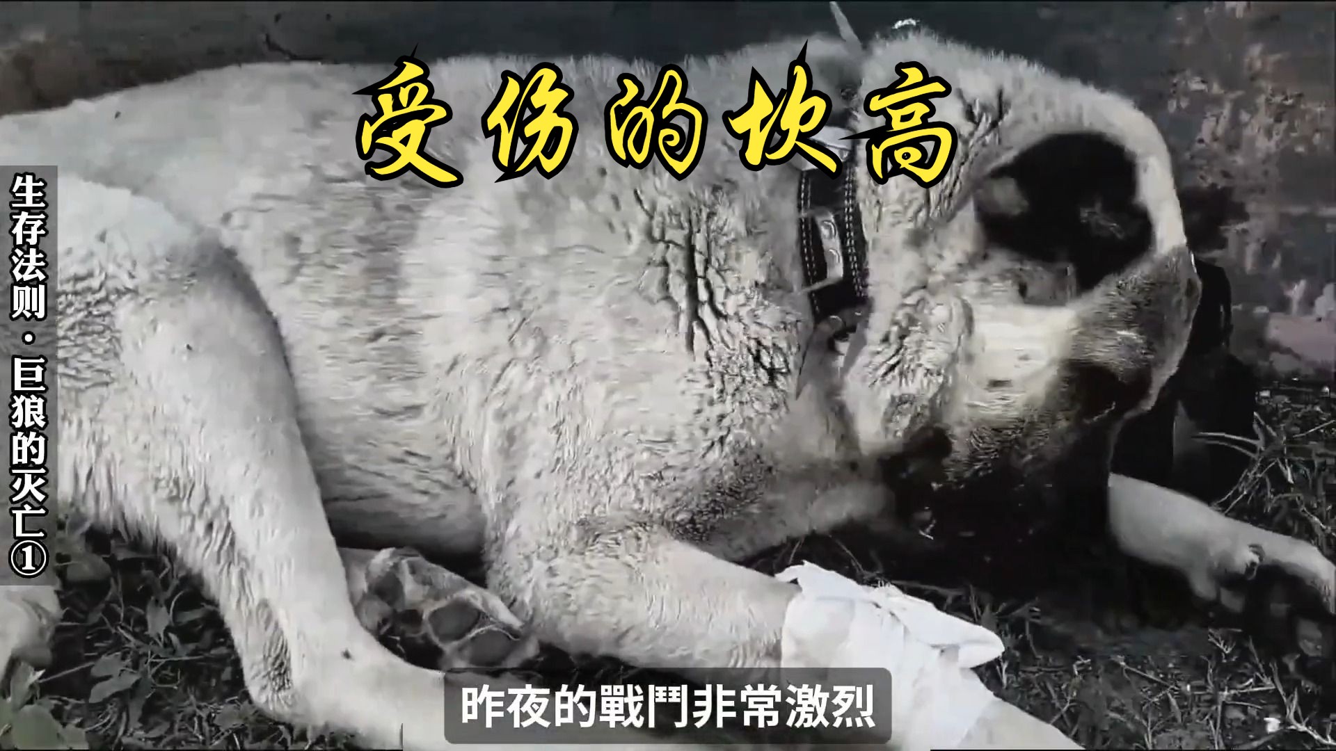 巨型野狼牧区潜伏,偷袭羊群屠杀牧羊犬,猖獗至极最终被众犬合力围杀