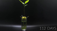 鳄梨树127天生长过程