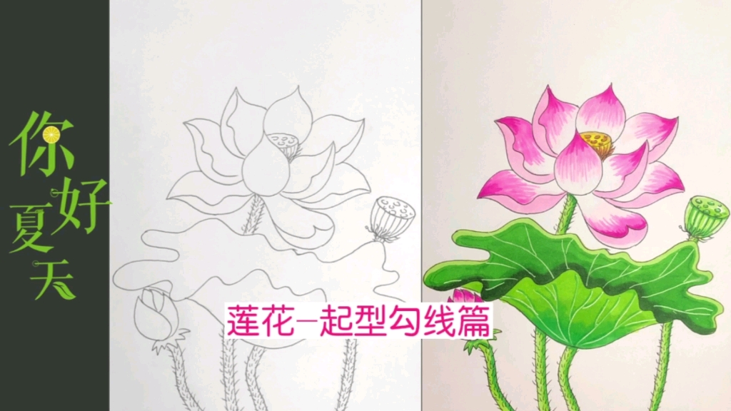 超简单的莲花马克笔画法,保姆级详细,下篇教上色哟!