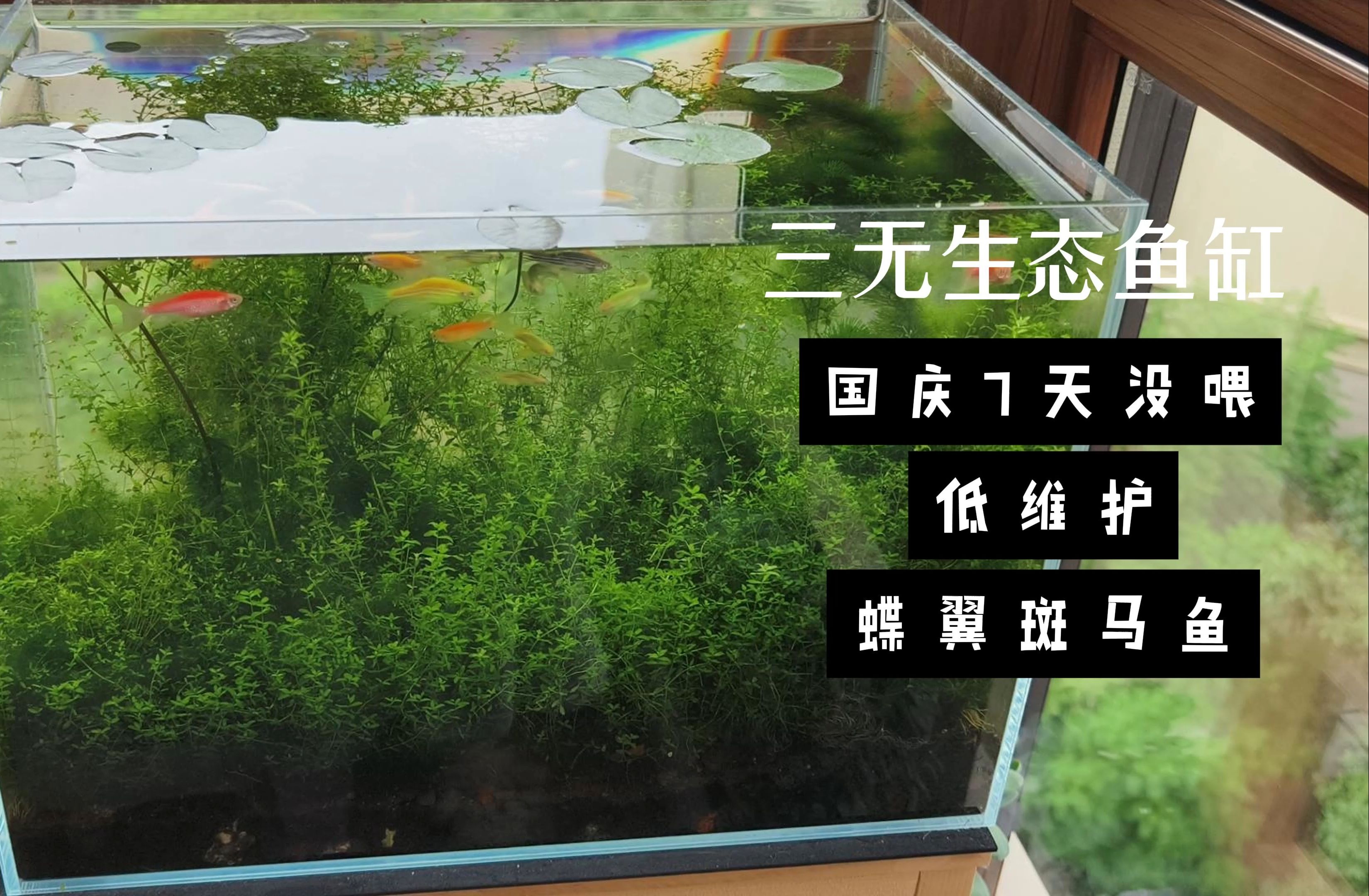7天不管的三无生态鱼缸现状,不插电无过滤