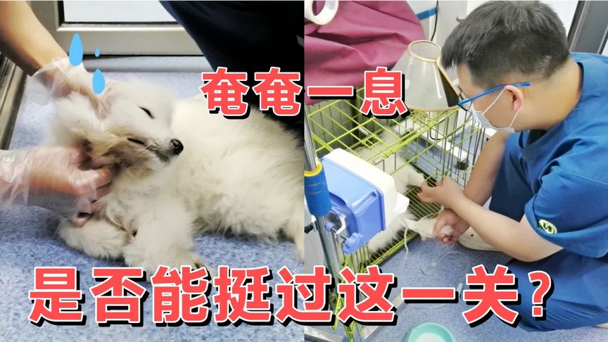 狗狗得细小病毒第6天,医院传来噩耗!医生:恐怕是不行了…