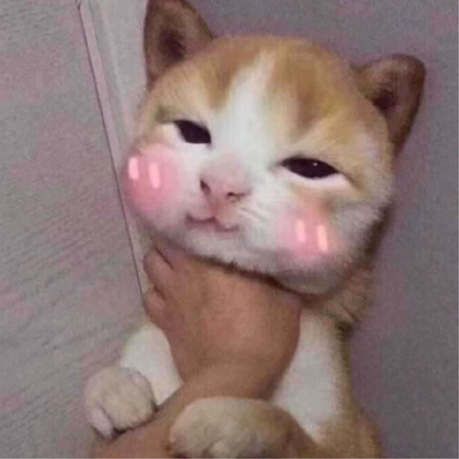 是鸦鸦呀 