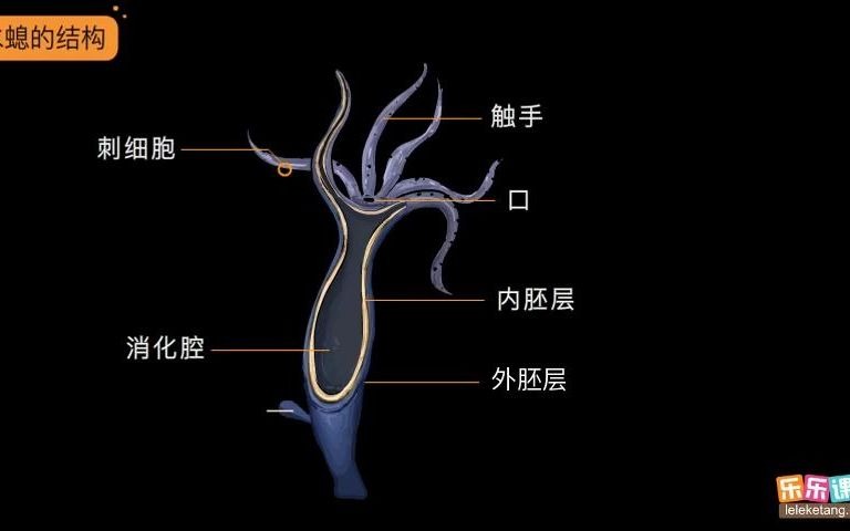八年级生物上-腔肠动物生存:吃进去、拉出来,都用同一张口