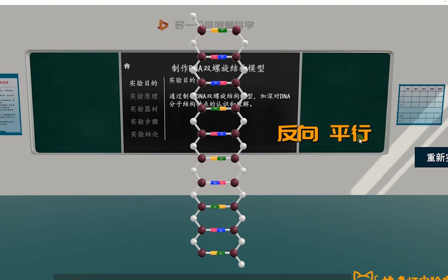 【橘老师实验室】DNA的结构
