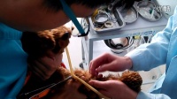 小型犬采血-宠物医生临床操作