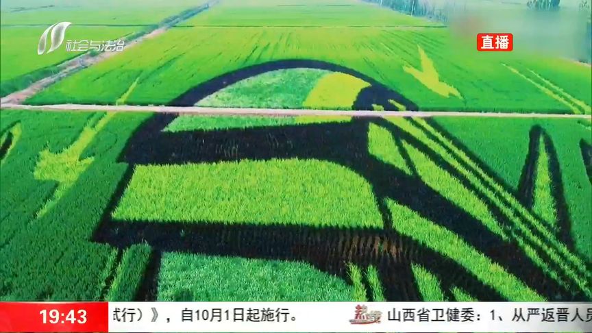 壮美!大地为纸,水稻作笔,航拍山西巨幅稻田画