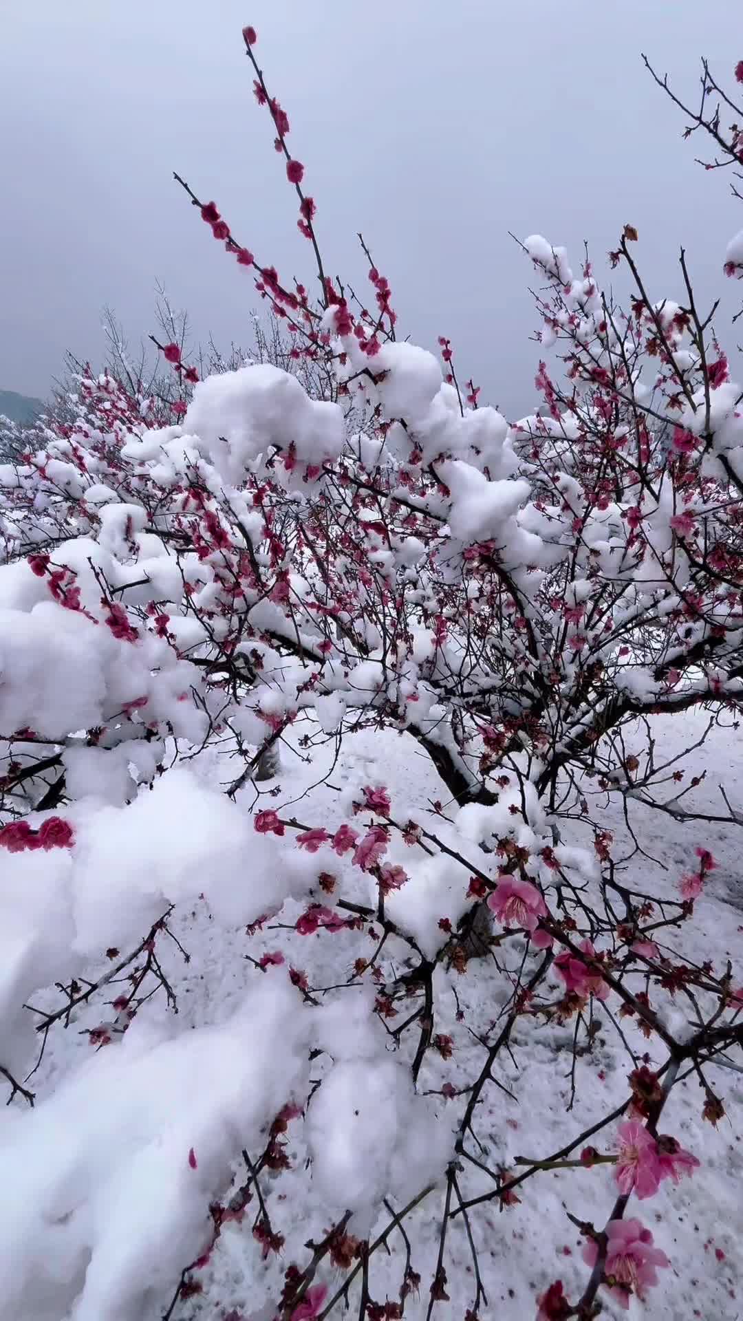 三月的安阳,下了一场猝不及防的暴雪。迎宾公园里,红梅还在枝头绽放,...