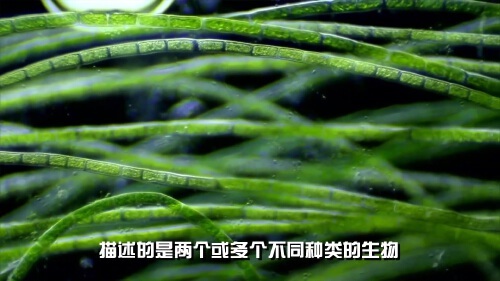 从蜜蜂到人类:共生关系在自然界与社会的体现