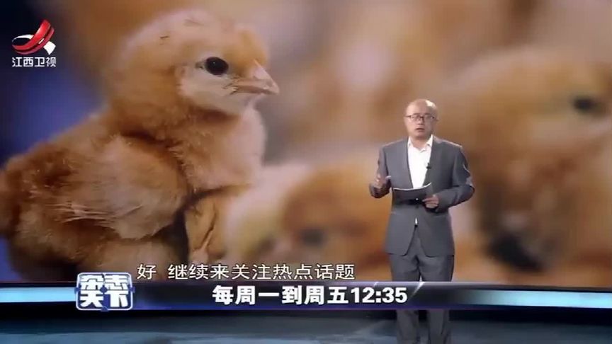 小学生上生命教育课 要求饲养小鸡 但到头来却成为家长的作业