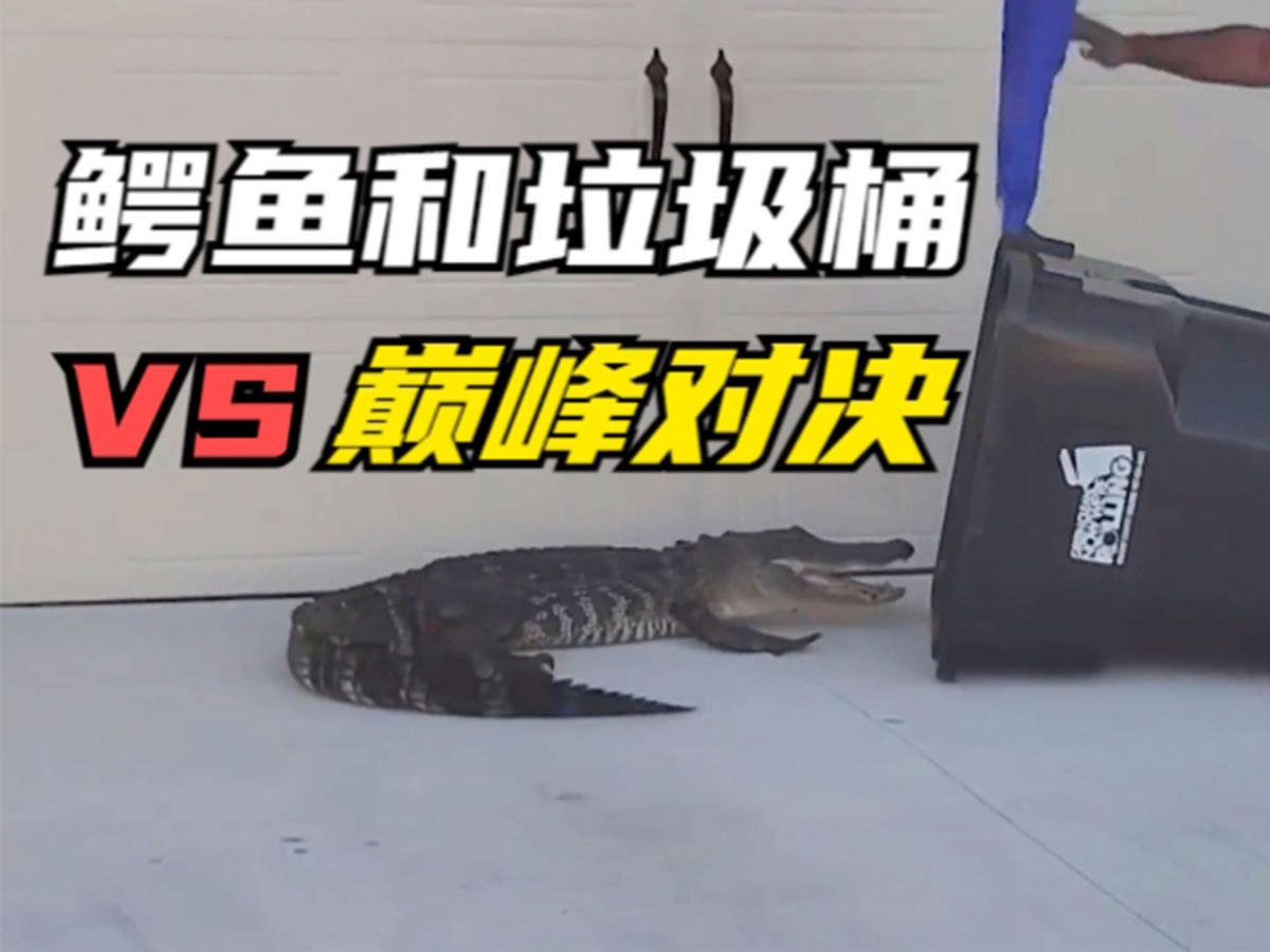 【鳄鱼VS垃圾桶】弗罗里达不养闲人系列:鳄鱼惨败垃圾桶!