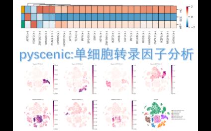 pyscenic单细胞转录因子分析视频教程