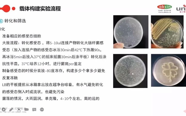 载体构建流程-转化和筛选