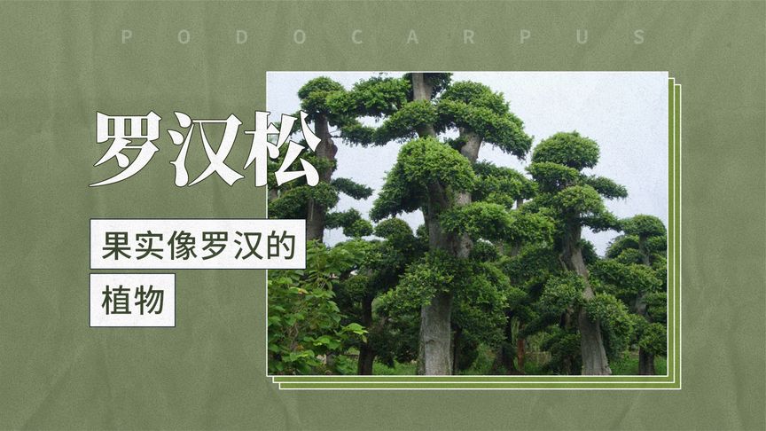 罗汉松——果实像罗汉的植物