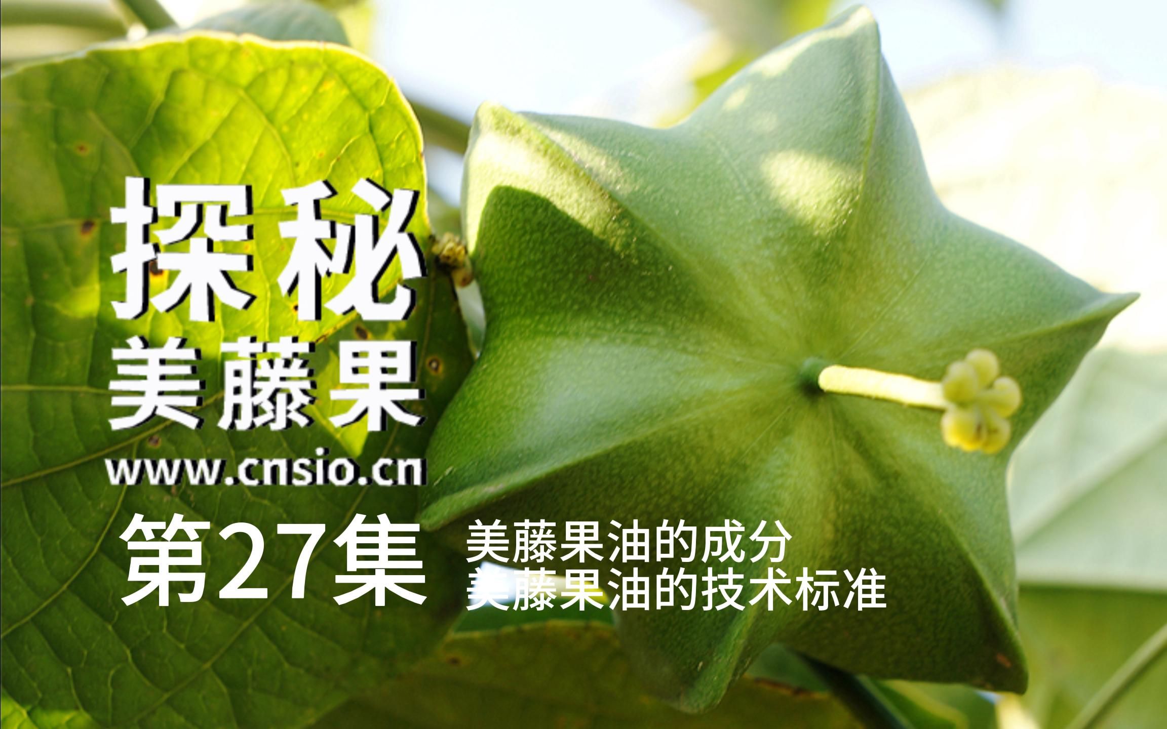 《探秘美藤果》第27集:美藤果油的成分美藤果油的技术标准