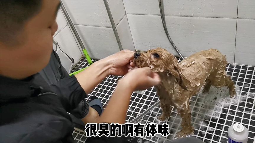 宠物美容师教你在家给狗狗洗澡要注意哪些地方!