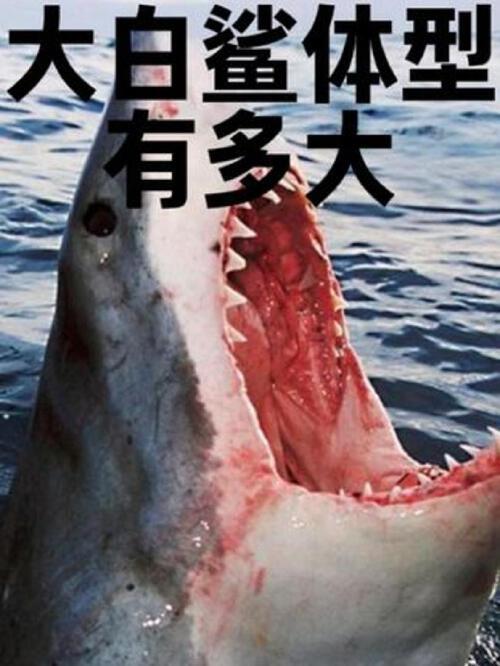动物科普大白鲨体重有多大大白鲨和巨齿鲨什么关系