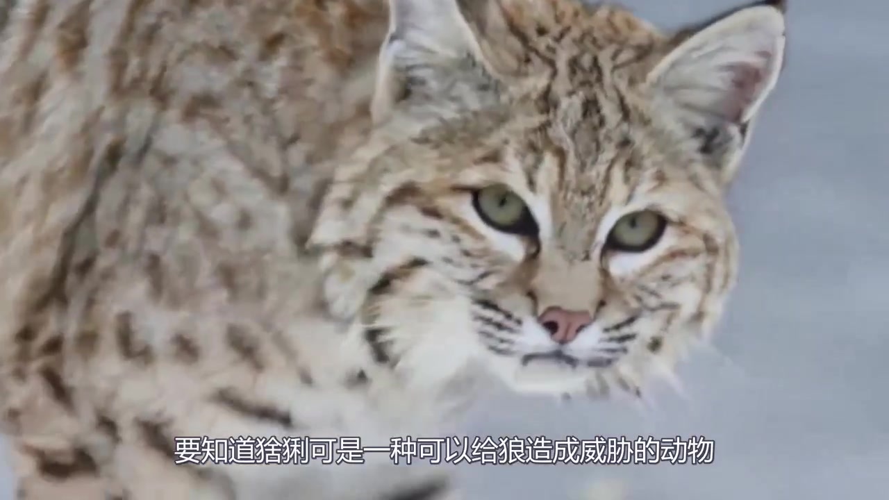 猞猁的实力有多强?三只成年猞猁,能打过一只成年藏獒吗?