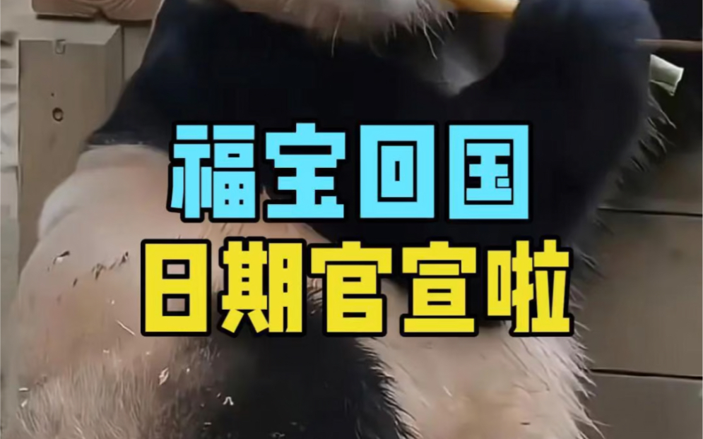 ...韩国爱宝乐园今日官宣4月初福宝将会回到中国四川大熊猫保护中心!...