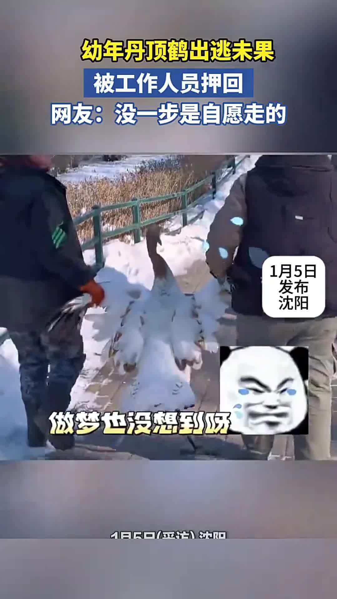 幼年丹顶鹤出逃未果被工作人员押回,网友:没一步是自愿的