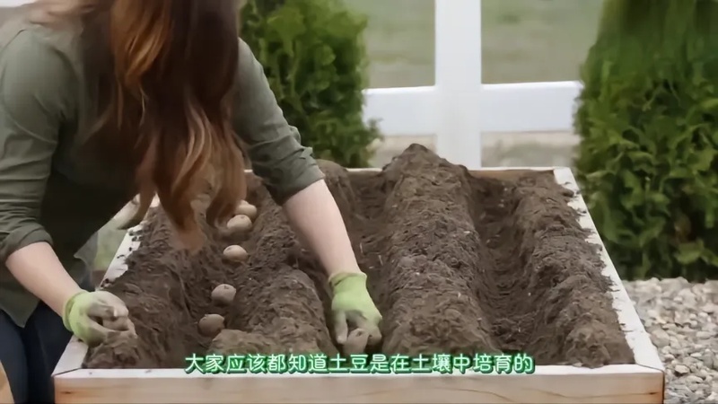 土豆无土栽培技术,产量是普通技术的3倍,这么神奇怎么做到