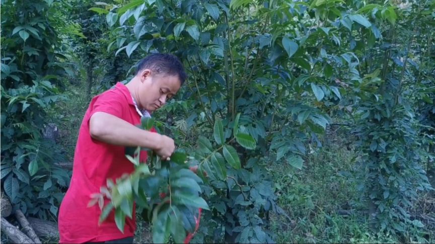 山上的青钱柳叶子茂盛,不要钱,自己摘来晒干煮茶喝