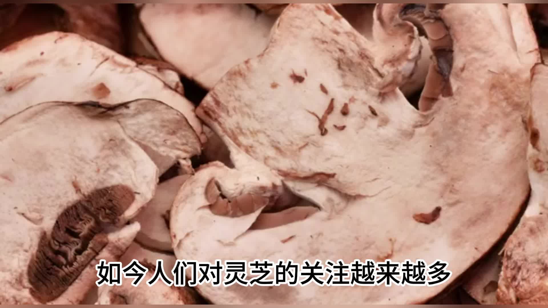 灵芝破壁孢子的功效作用与禁忌,灵芝孢子的功效及食用注意事项