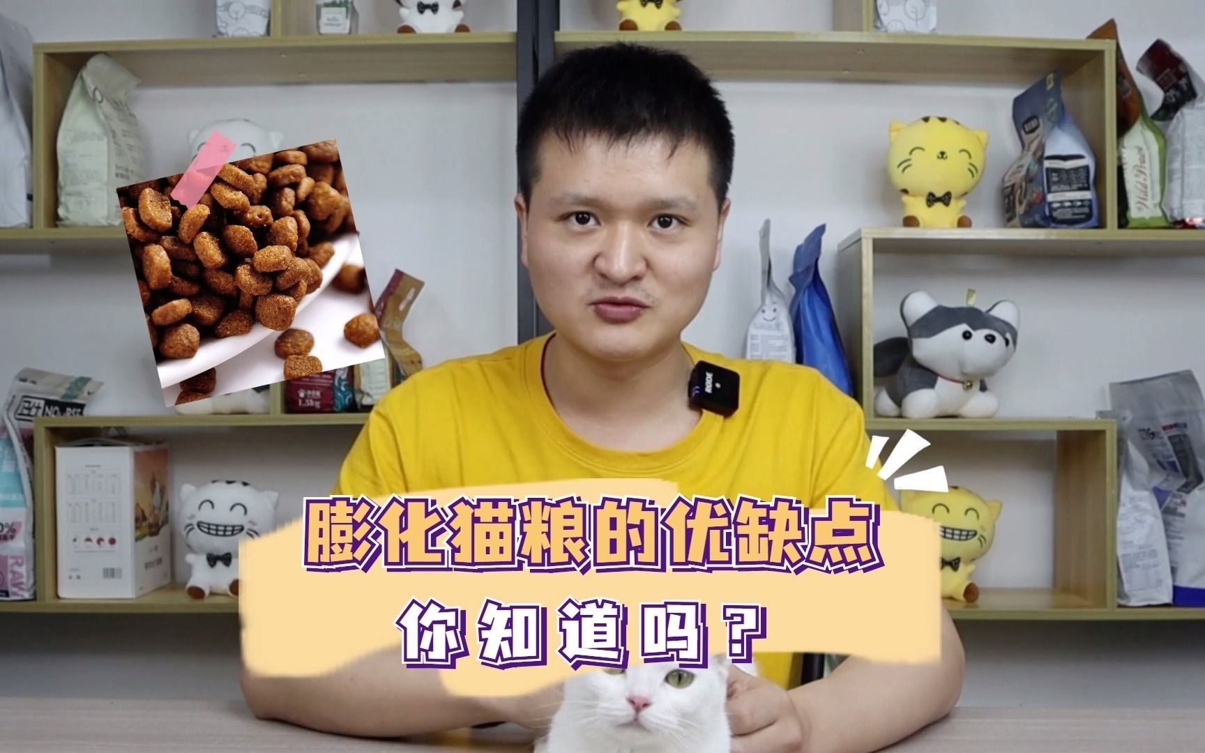 膨化猫粮的优缺点,你知道吗?