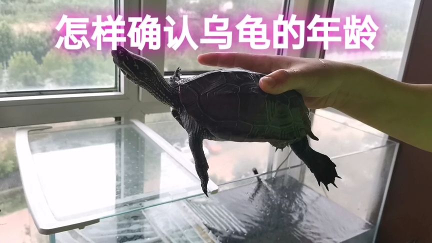 怎样正确计算乌龟的年龄,太简单了,越小的乌龟越好认