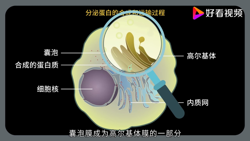 百度文库「生物大师 高中」细胞器之间的协调配合——超级工厂(...