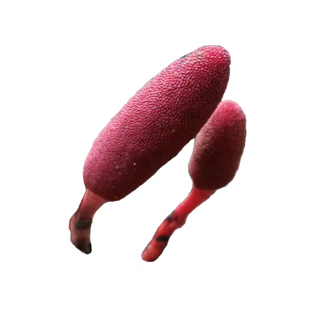 化州一中生物学 