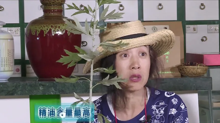 为什么艾草要放三年,才更适合熏洗?鲜艾叶不宜使用
